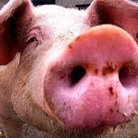 Scope Certificates | Lolo Locker | Companies | CommonShare