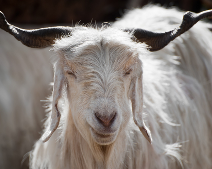 The Good Cashmere Standard | Standards | CommonShare