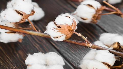 Better Cotton Initiative Partners with Planboo to Launch Biochar ...