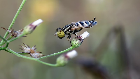 Insect-Based Solutions in Kenya: Transforming Agriculture with Black ...