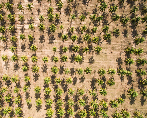 Cargill Plans to Build New Palm Oil Refinery in Lampung, Indonesia, to ...