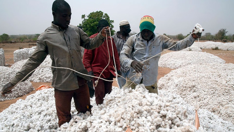 Cotton Made in Africa Achieves Full Implementation of Latest Criteria ...