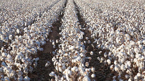 Better Cotton's Expansion in Côte d’Ivoire Empowers Farmers ...